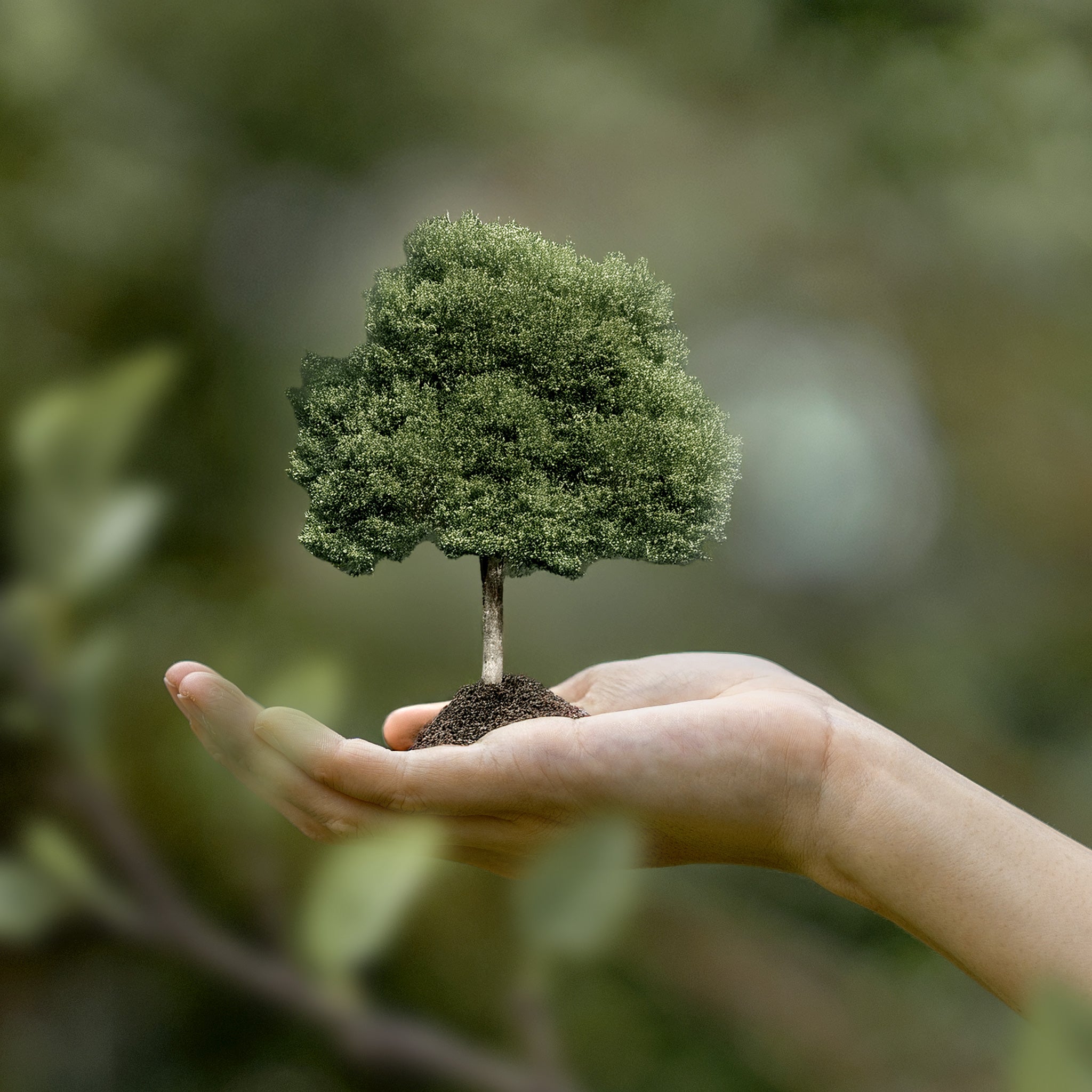 Tree Planting Fund – Kechara Services