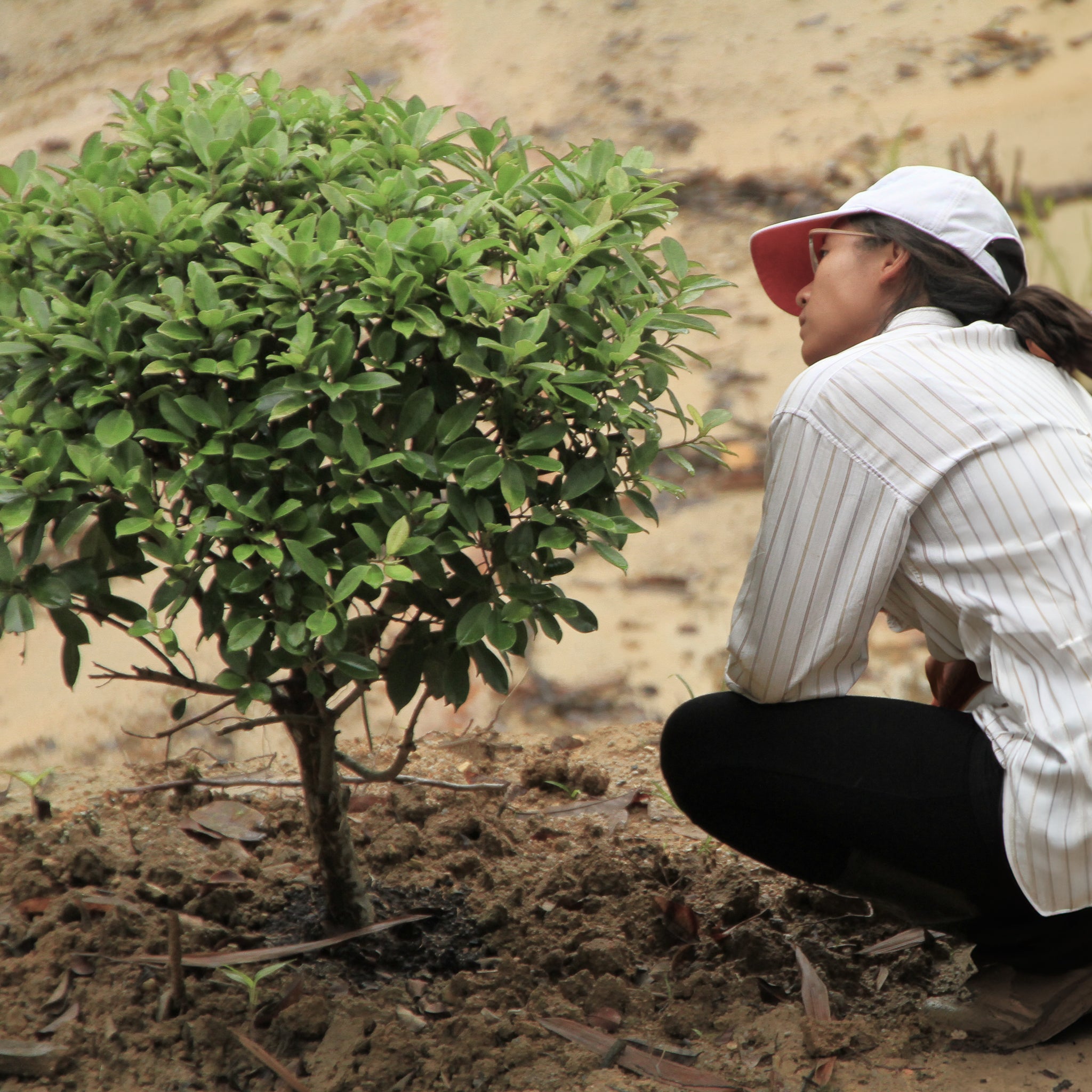 Tree Planting Fund – Kechara Services